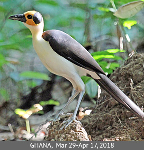 Birding Tours with FIELD GUIDES: a lot of birds, a lot of fun