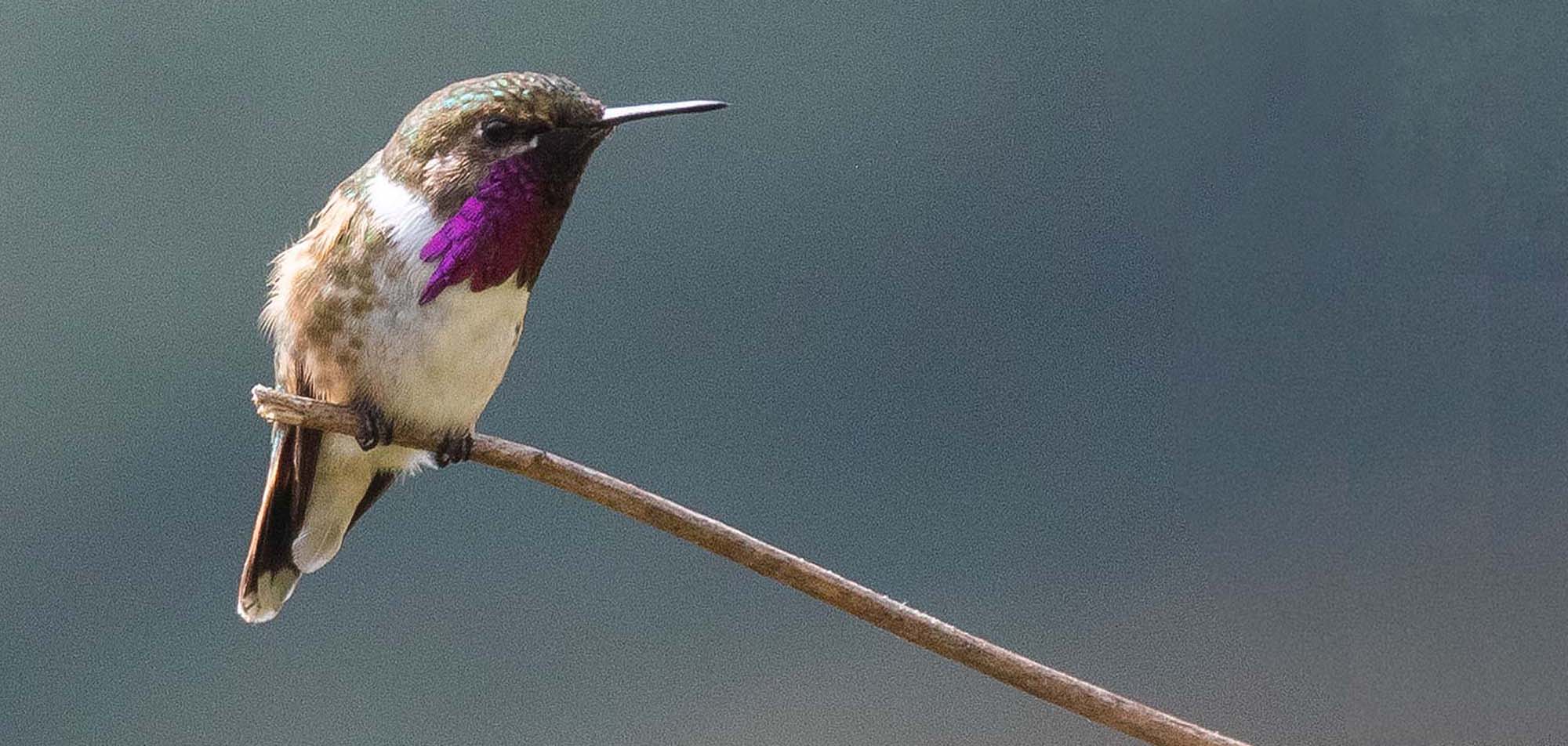 Birding Tours with FIELD GUIDES: a lot of birds, a lot of fun