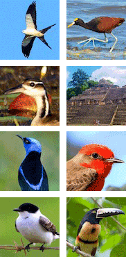 Belize Birding Tour with FIELD GUIDES