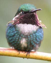 Birdwatching tours with FIELD GUIDES leader Mitch Lysinger