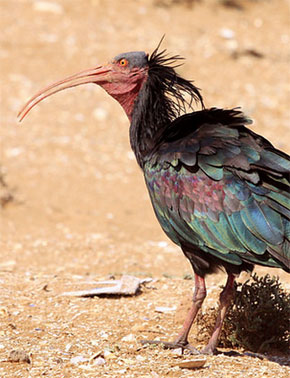 Morocco Birding Tour with FIELD GUIDES: Atlas Mountains to edge of the ...