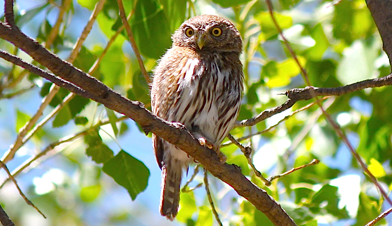 FIELD GUIDES BIRDING TOURS: ARIZONA: BIRDING THE BORDER