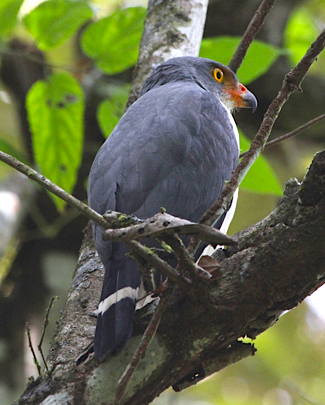 FIELD GUIDES BIRDING TOURS: PANAMA'S CANOPY TOWER