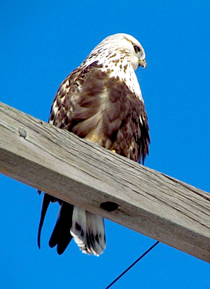 FIELD GUIDES BIRDING TOURS: BEST OF THE PACIFIC NORTHWEST: SKAGIT ...