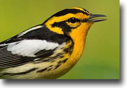 Birding Tours with FIELD GUIDES: a lot of birds, a lot of fun