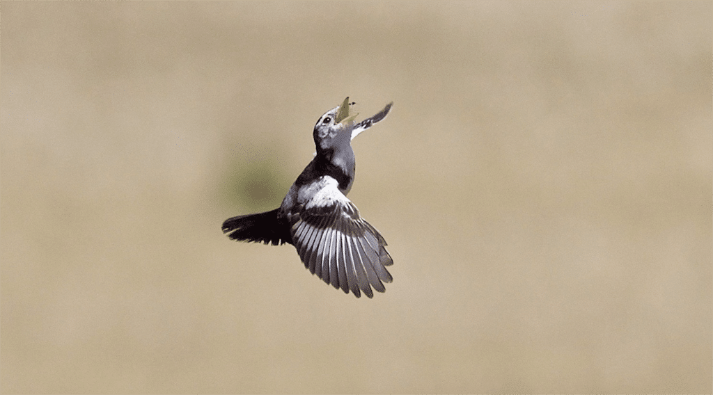 Triplists and Recent Photos - Field Guides