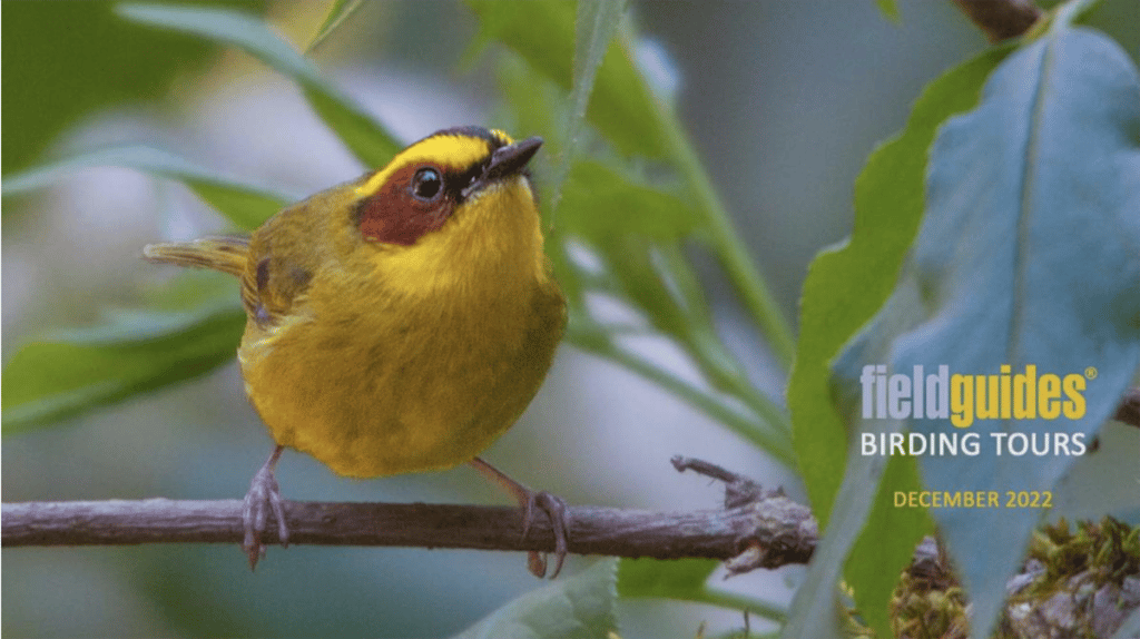 Our Latest News: FIELD GUIDES BIRDING TOURS