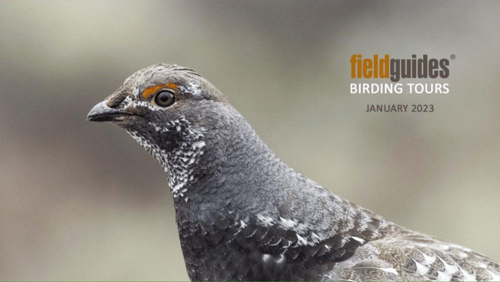 Our Latest News: FIELD GUIDES BIRDING TOURS