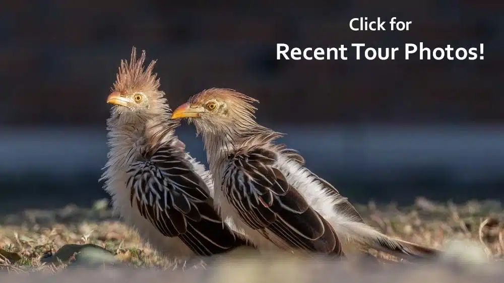 Triplists and Recent Photos - Field Guides