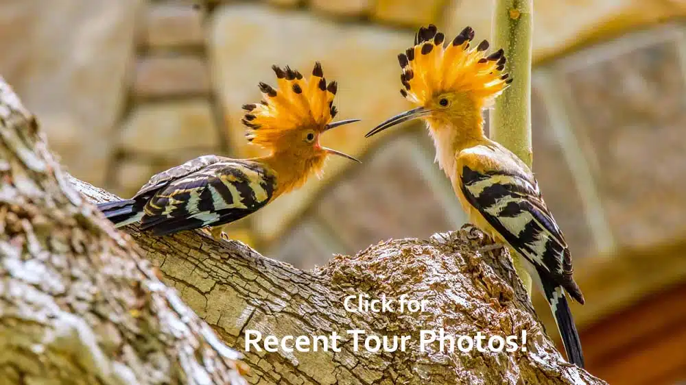 Triplists and Recent Photos - Field Guides