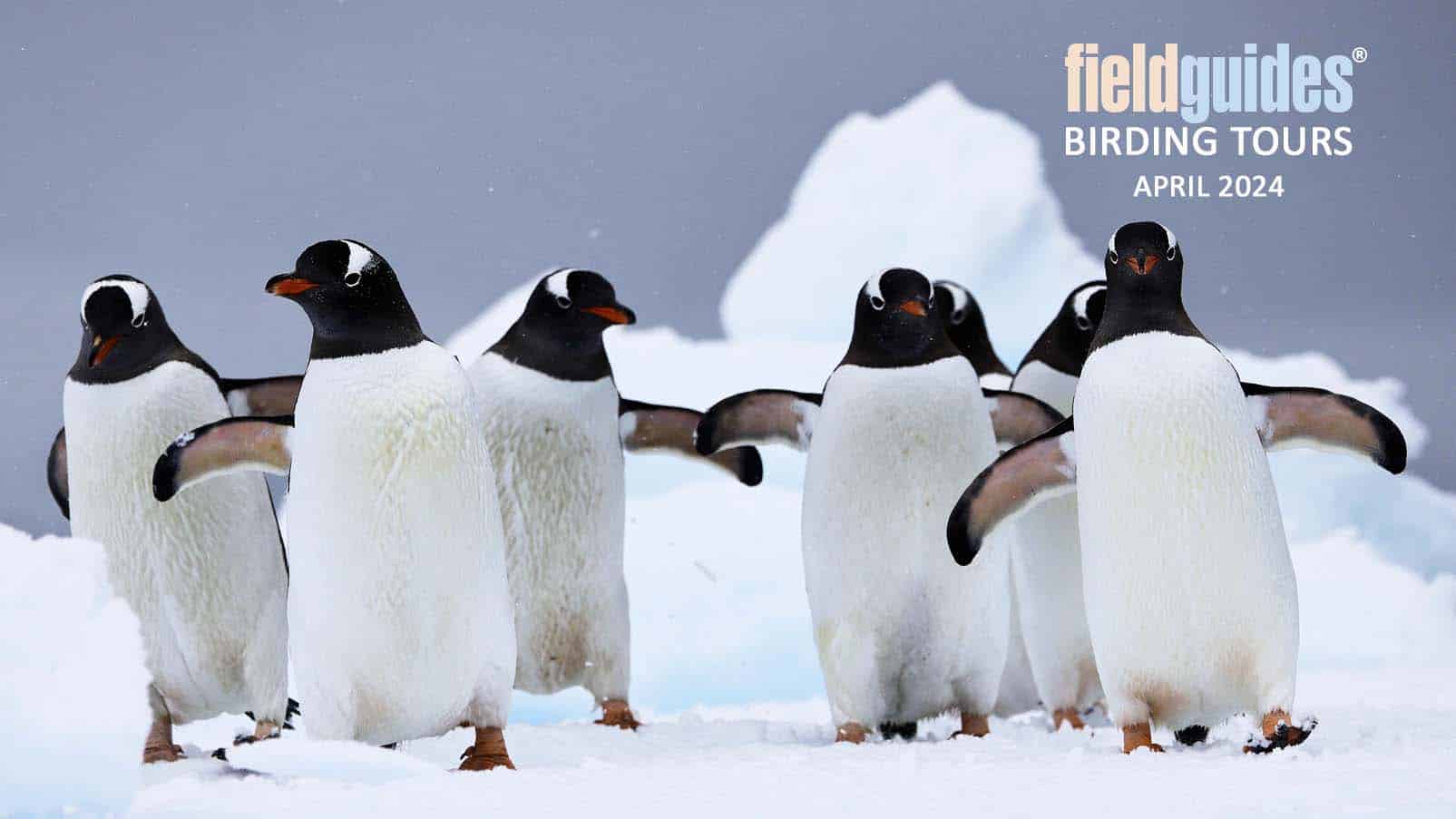 Our Latest News: FIELD GUIDES BIRDING TOURS