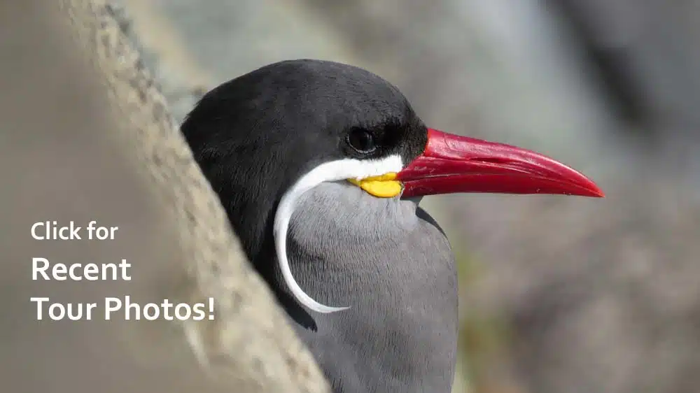 Triplists and Recent Photos - Field Guides