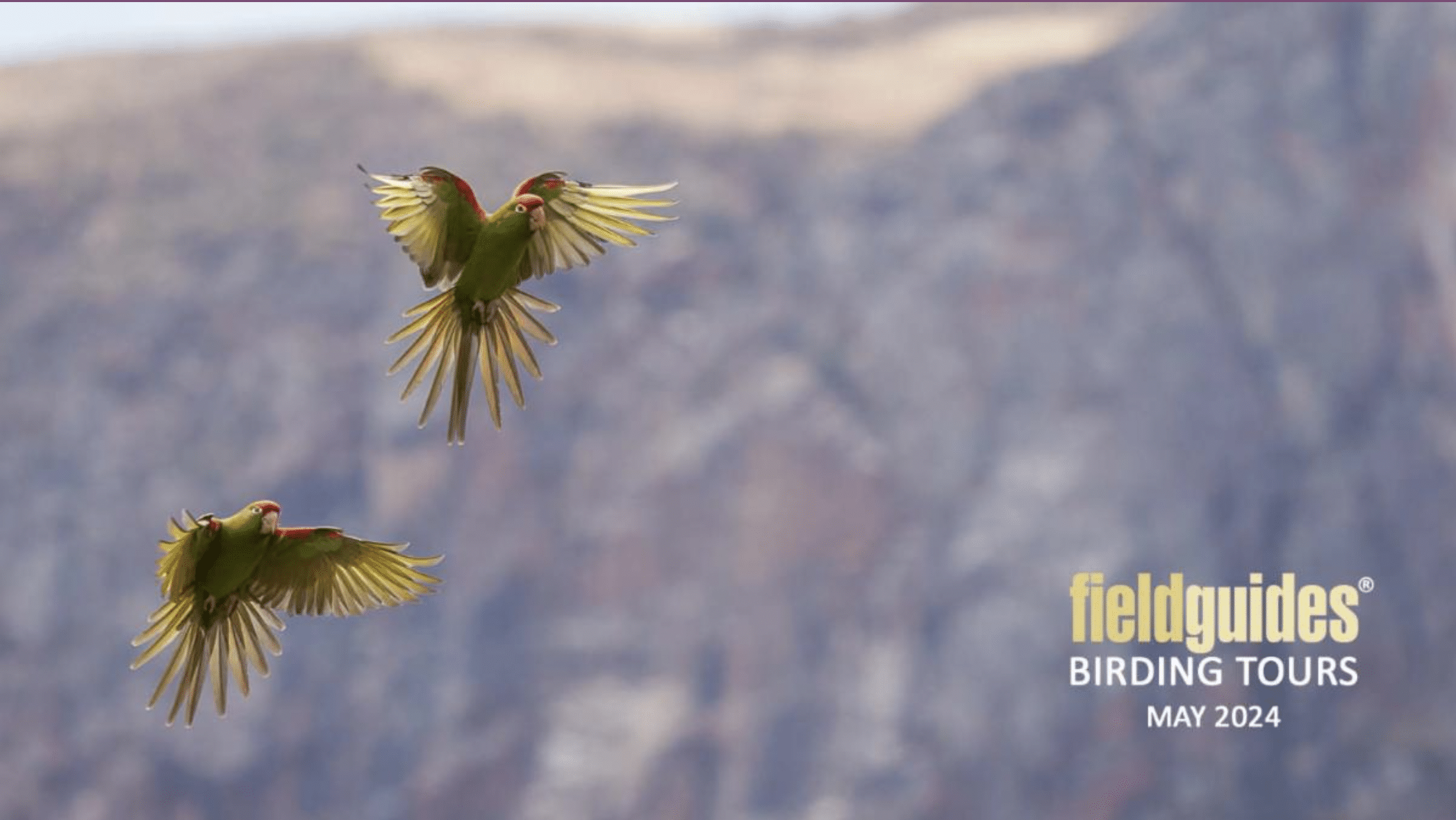 Our Latest News: FIELD GUIDES BIRDING TOURS