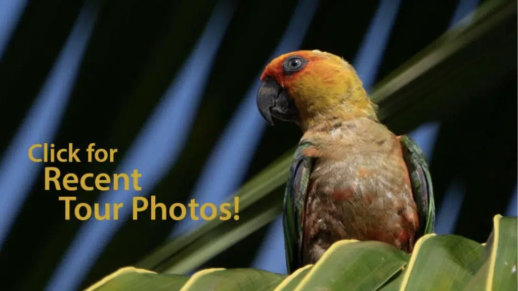 Triplists and Recent Photos - Field Guides