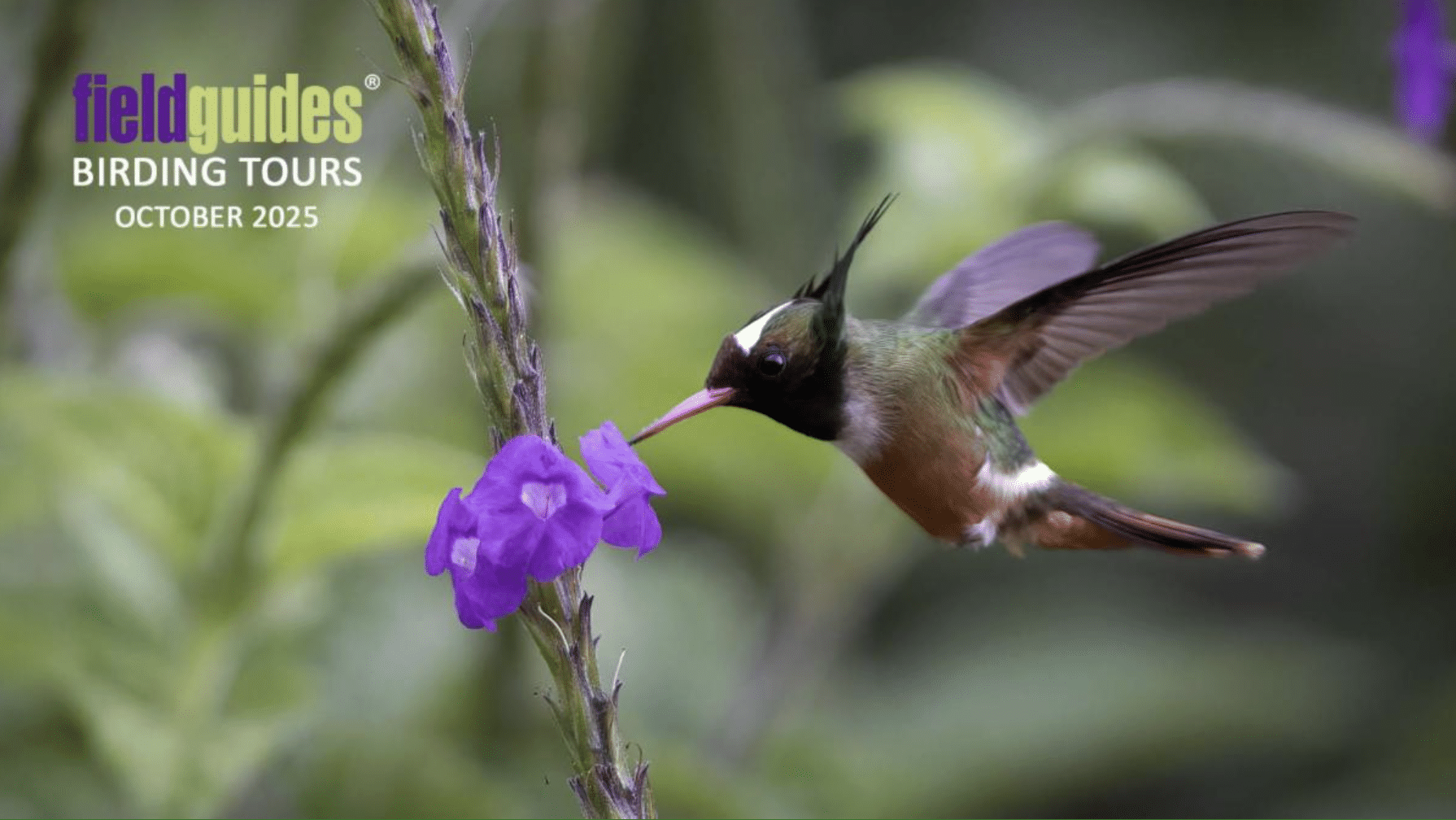 Birding Tour News: October 2025 | FIELD GUIDES